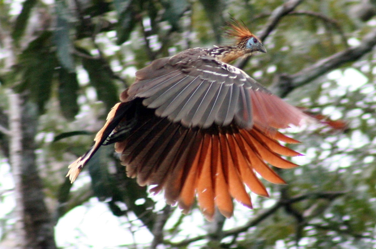 Walter Jetz / Tracking Birds With Satellites: Taking the Pulse of the ...